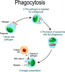 Phagocytosis professional phagocytic cells Vector Image