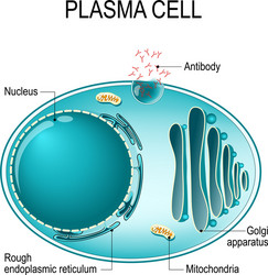 Activation of b cell leukocytes transparent Vector Image