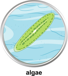 Microscopic Algae Vector Images (over 200)