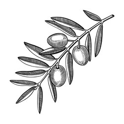 Olive Tree Leaves Vector Images (over 3,900)