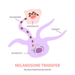 Melanin biology and skin tone pigmentation diagram
