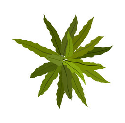 Indoor Plants Top View Vector Images (over 300)