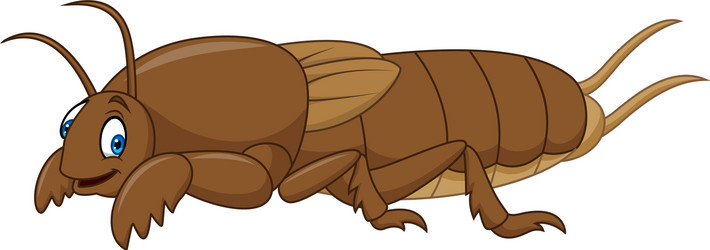 Pictures Of Animated Crickets