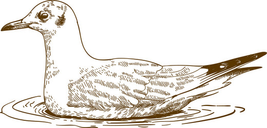 Engraving drawing of great northern loon Vector Image