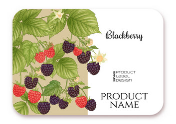 Blackberry ripe berries on branch template Vector Image