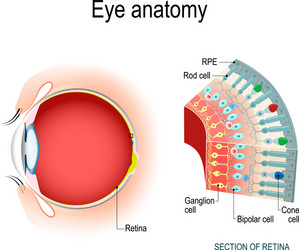 Retina rod cells and cone cells Royalty Free Vector Image