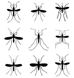 Mosquito Vector Images (over 13,000)