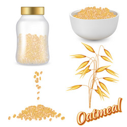 Oat plants rolled oats 3d realistic icon set Vector Image