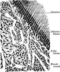Tooth Pulp Vector Images (over 640)