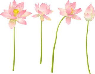 Lotus flower set colored with gradients isolated Vector Image