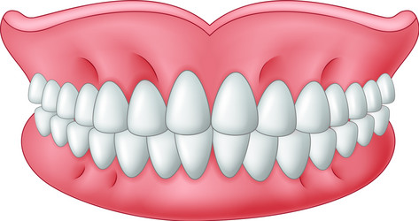 Cartoon model of teeth isolated on white Vector Image