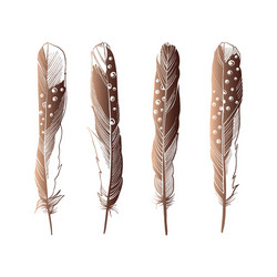 Set of four straight feathers Royalty Free Vector Image