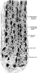 Fundus Vector Images (over 220)