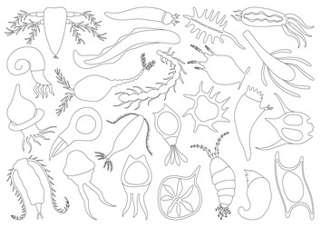 Zooplankton Vector Images (over 330)