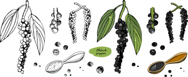 Allspice Plant Peppercorn Vector Images (54)