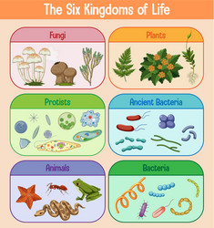 Eubacteria Vector Images (13)