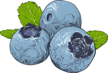 Hand drawn sketch of raspberry in color isolated Vector Image