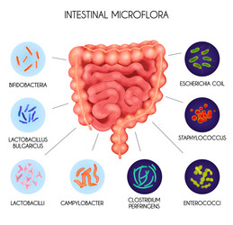 Intestinal Vector Images (over 15,000)