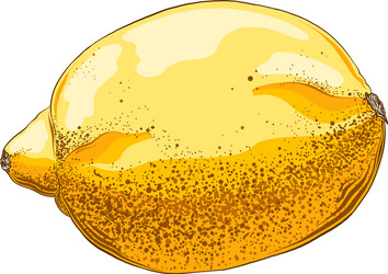 Hand drawn sketch of raspberry in color isolated Vector Image