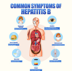 Informative poster of common symptoms hepatitis b Vector Image