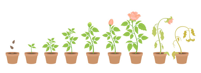 Pink flower growth process icons Royalty Free Vector Image