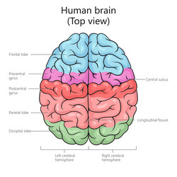 Human brain structure diagram medical science Vector Image