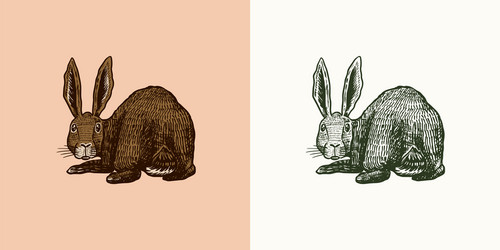 Vintage Rabbit Etching Vector Images (over 180)