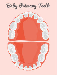 Primary teeth Royalty Free Vector Image - VectorStock