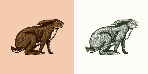 Vintage Rabbit Etching Vector Images (over 180)