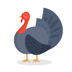 Male turkey Royalty Free Vector Image - VectorStock