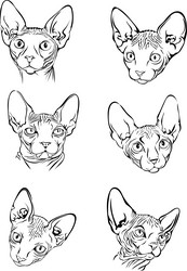 Sphynx Cat Vector Images (over 930)