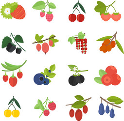 Collection ripe berries isolated on white Vector Image