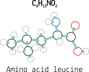 C6h13no2 amino acid leucine molecule Royalty Free Vector