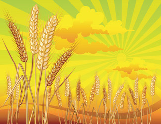 Field of wheat Royalty Free Vector Image - VectorStock