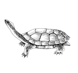 Hand drawn eastern long necked turtle Royalty Free Vector