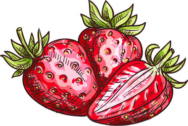 Free Strawberries Vector Images (over 4,100)