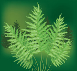 Fern Royalty Free Vector Image - VectorStock