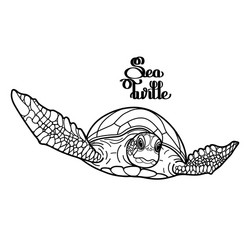 Hawksbill sea turtle collection Royalty Free Vector Image