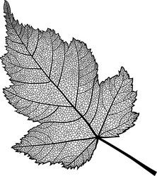 Skeletonized leaf on a black background Royalty Free Vector