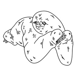 Sloth Line Drawing Vector Images (over 460)