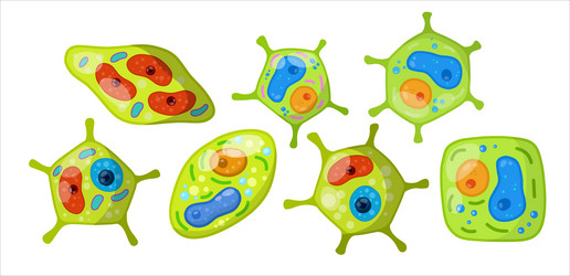 Plant Cell Vector Images (over 10,000)