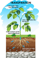 Transpiration Examples
