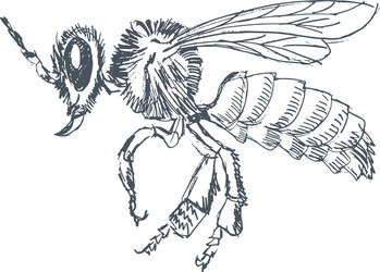 Bee Side View Vector Images (over 110)
