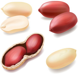 Peanut in shell realistic icon groundnut peeled Vector Image