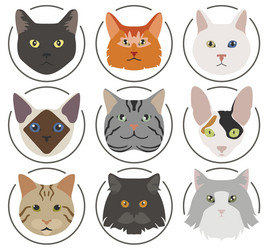 Cat breeds icon set flat style Royalty Free Vector Image