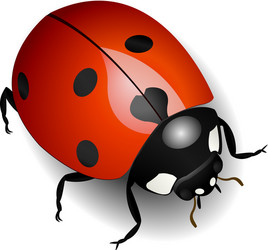Ladybug Vector Images (over 22,000)