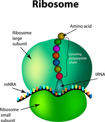 Structure ribosome infographics Royalty Free Vector Image
