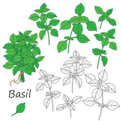 Basil Vector Images (over 15,000)