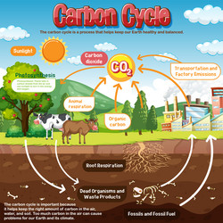 Carbon cycle diagram for science education Vector Image