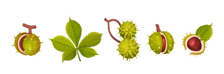 Chestnut with green peel or husk and brown nut Vector Image